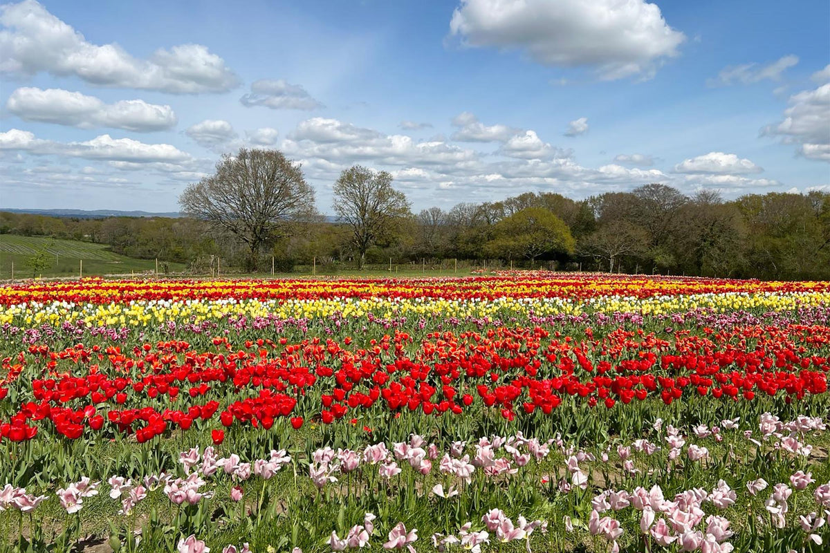 Secret Gardens: The Field of Tulips near London – Storm Flowers Garden