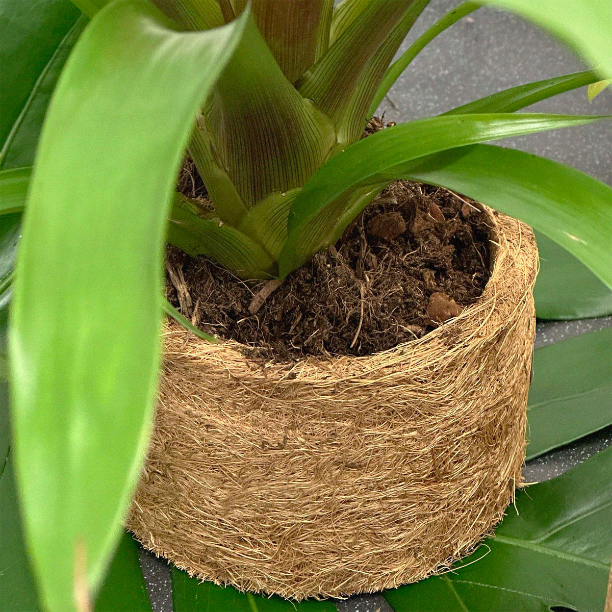 Small Coconut Coir Plant Pot | Made in Brazil – Storm Flowers Garden