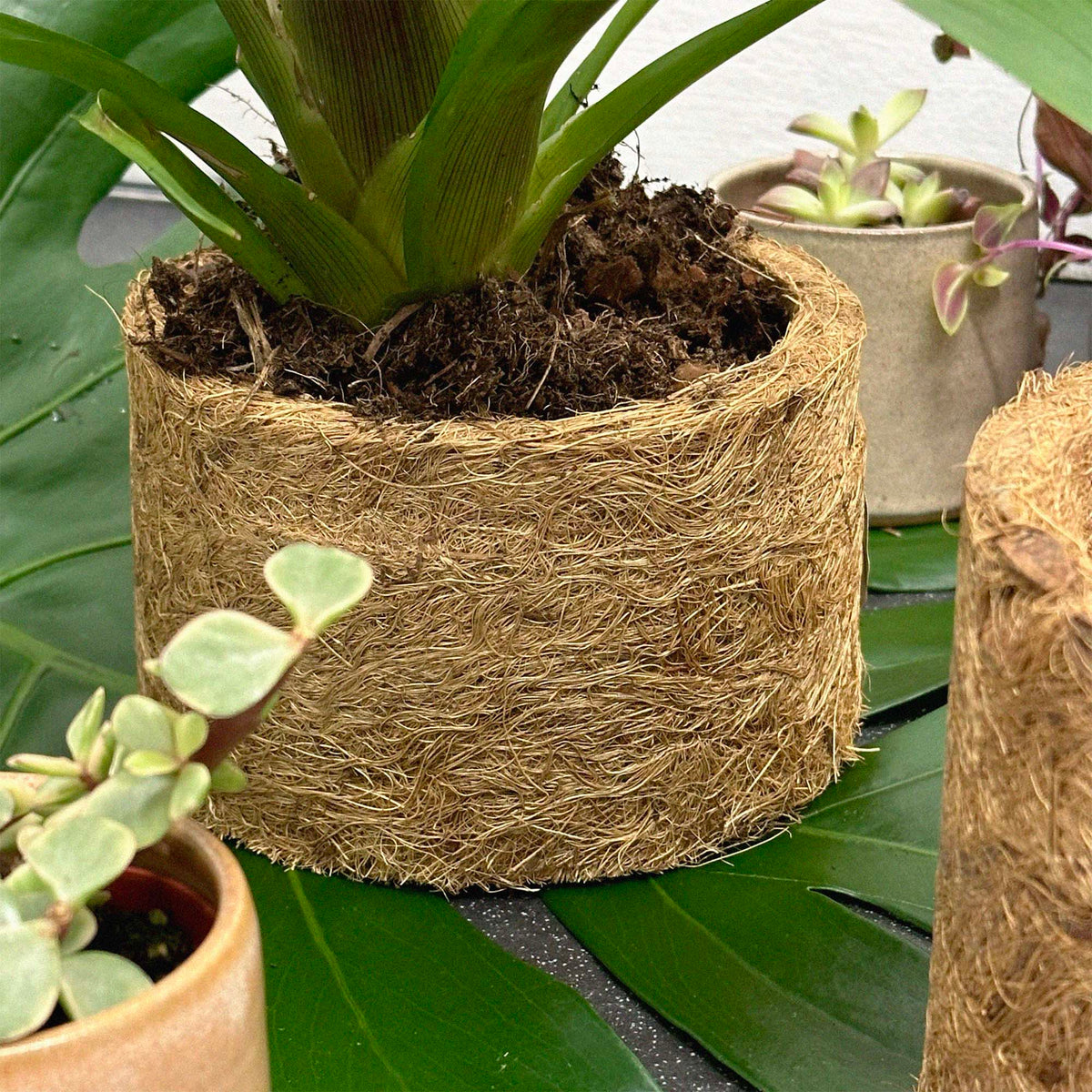 Large Coconut Coir Plant Pot | Made in Brazil – Storm Flowers Garden